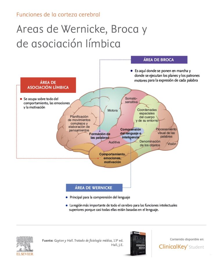 Area de broca - Psiquismo