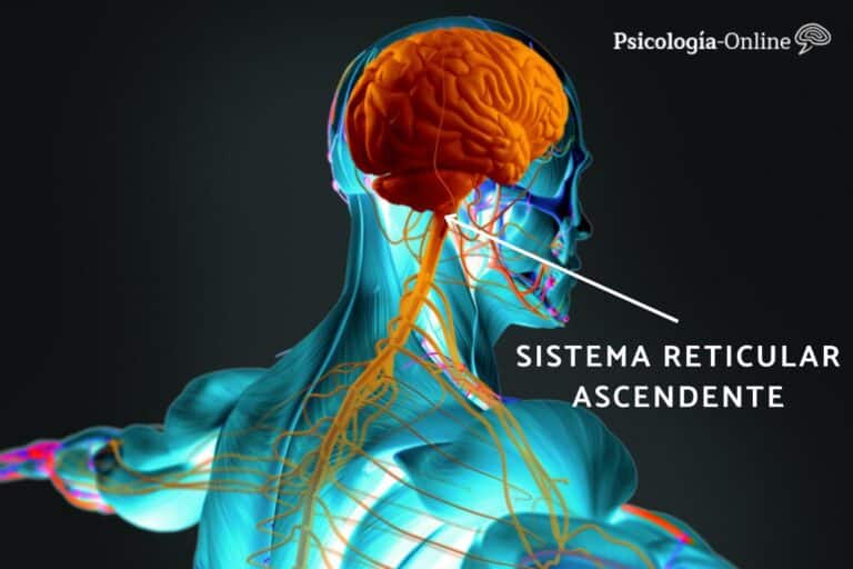 Sistema reticular activador ascendente - Psiquismo Sistema reticular activador ascendente - Psiquismo